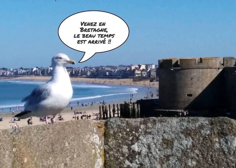 Humour Breton - Les Mouettes par Frédéric Bon - mouette gif Humour Breton - Les Mouettes par Frédéric Bon - mouette gif